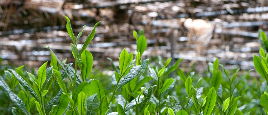 株式会社ティーパートナー 京都宇治 白川堂