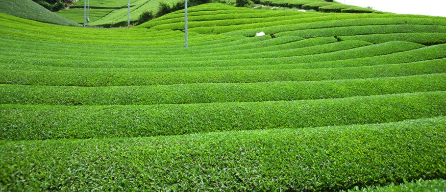 株式会社ティーパートナー 京都宇治 白川堂